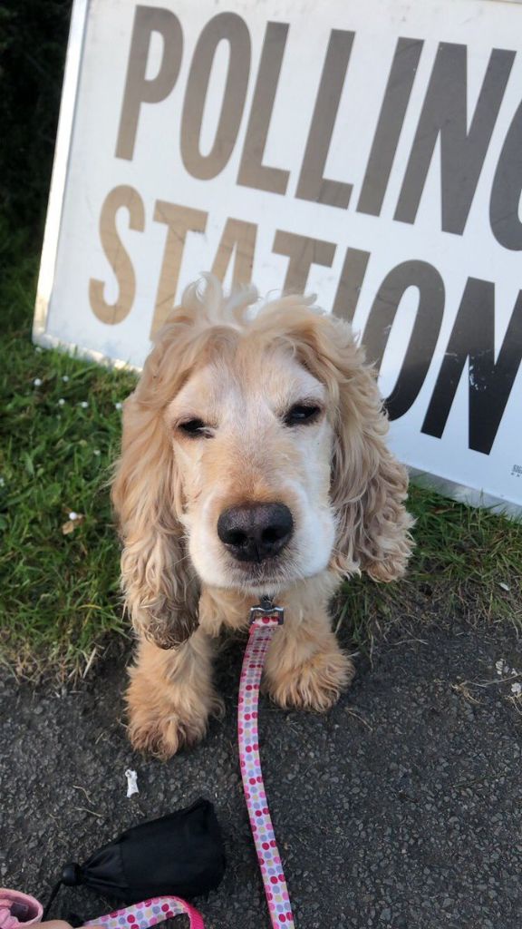 dogs pole uk elections 2019 vote #customscenario# - FACEinHOLE